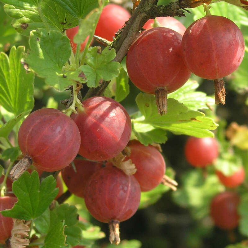 Stachelbeere - rot - Ribes uva-crispa 'Hinnonmäki Rot'