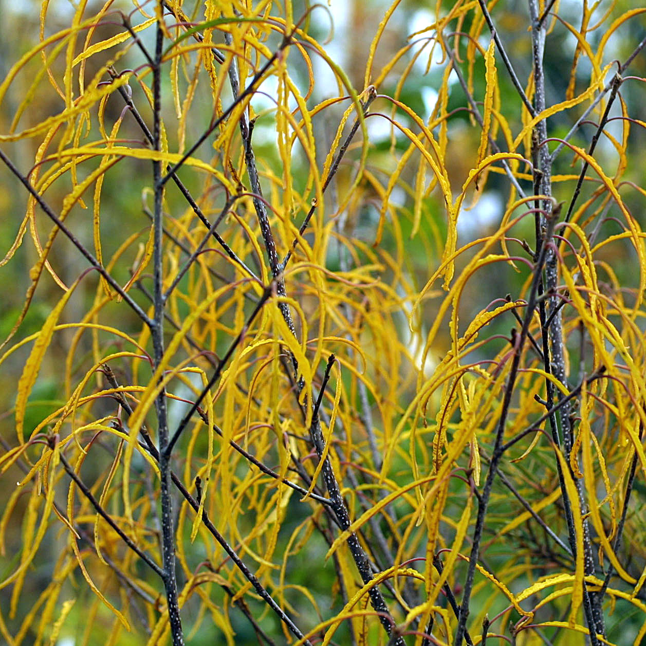 Geschlitzter Faulbaum - Frangula alnus 'Asplenifolia' - grün