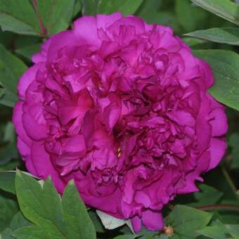Strauch-Pfingstrose - Paeonia suffruticosa rot - rot