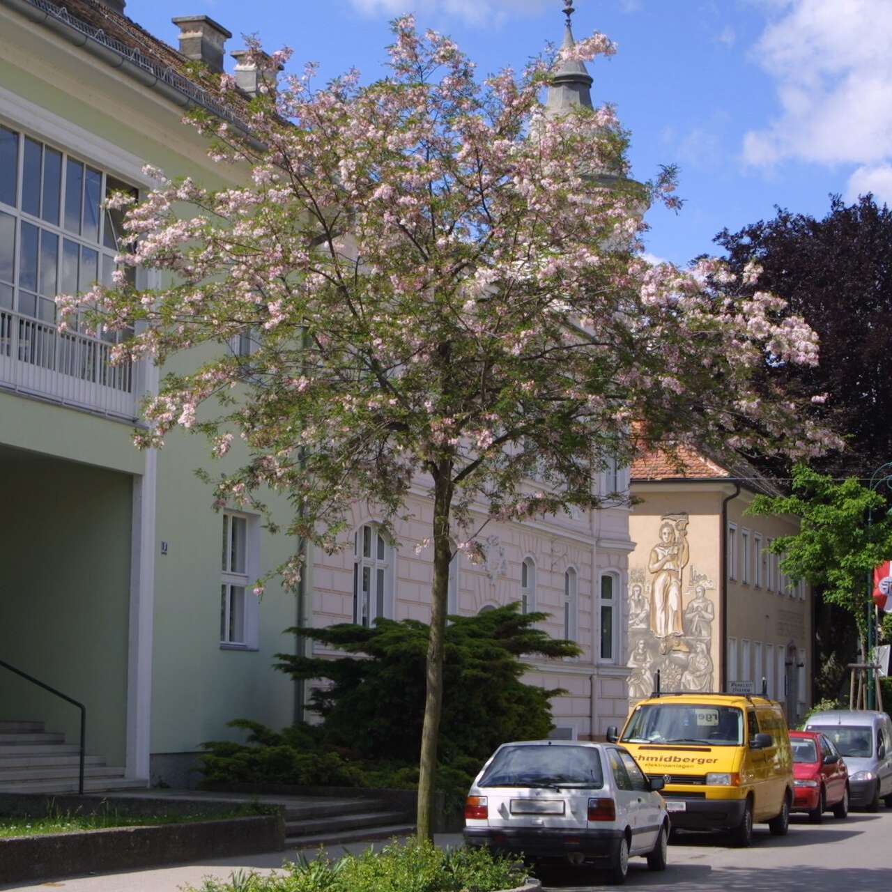 Hohe Rosenakazie - Robinia slavinii 'Hillieri' - lila