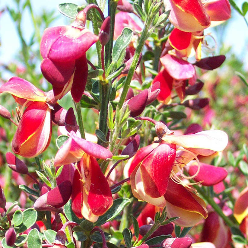 Frühlingsginster - Cytisus 'Burkwoodii' - rot