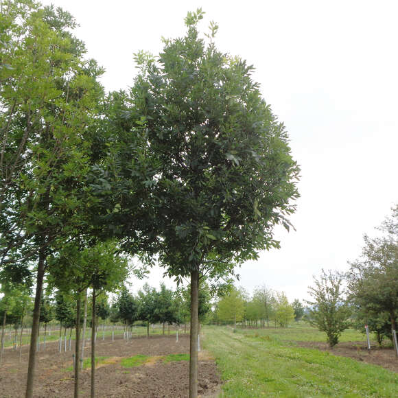 Hohe Esche - Fraxinus excelsior 'Altena' - grün