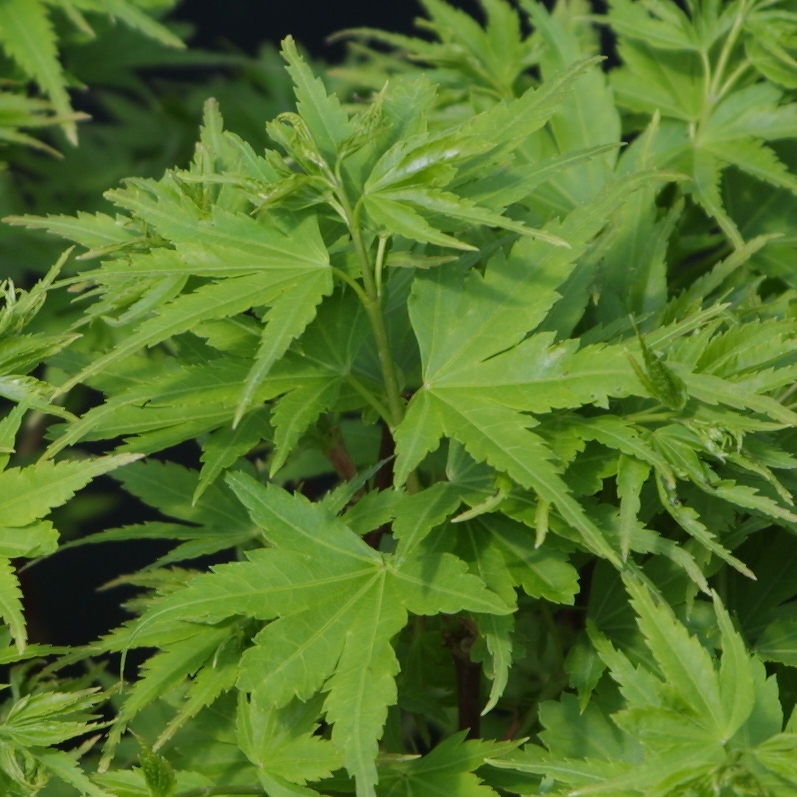 Japanischer Fächerahorn - Acer palmatum 'Coonara Pygmy' - grün