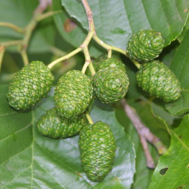 Schwarzerle - Alnus glutinosa
