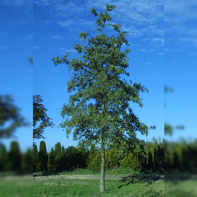 Schwarzerle - Alnus glutinosa
