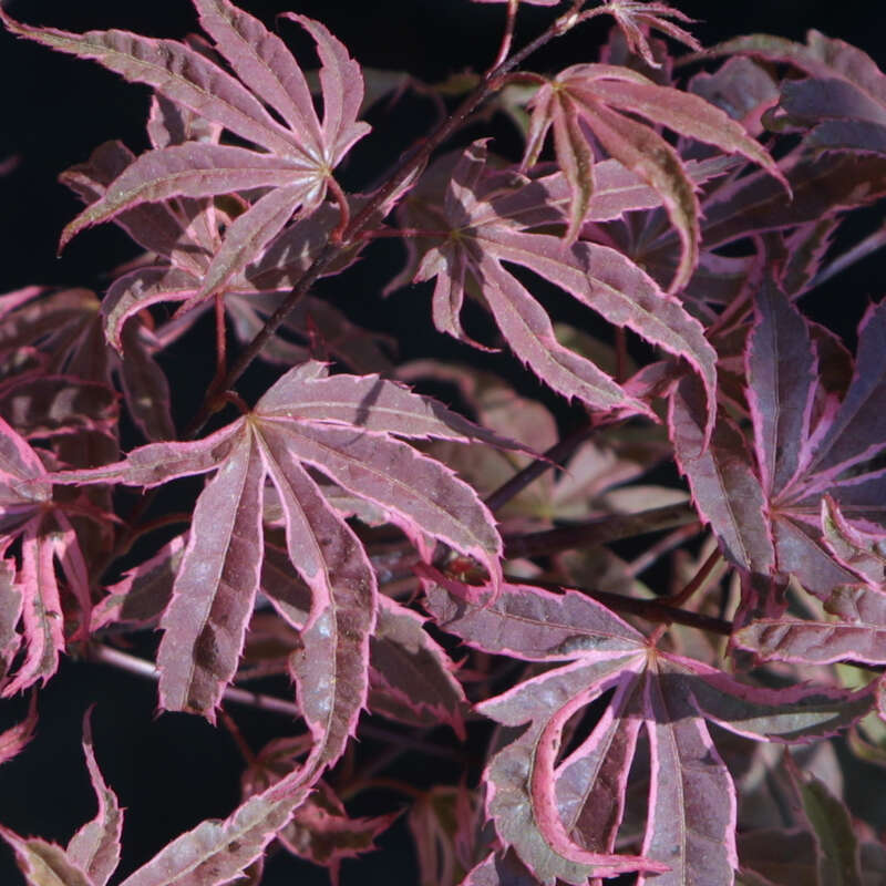 Japanischer Ahorn - Acer palmatum 'Shirazz'