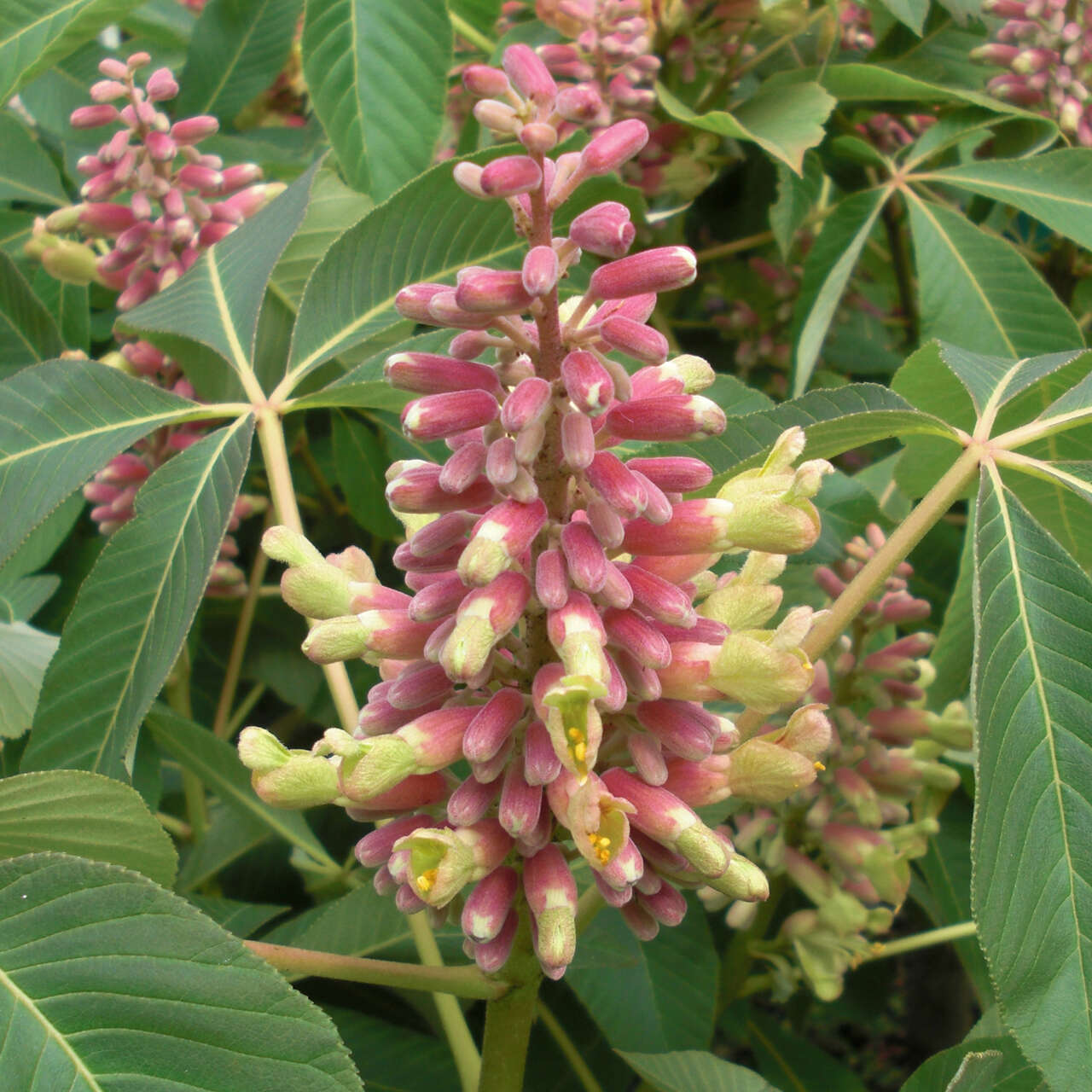 Zwergpavie - Aesculus pavia 'Humilis' - rot