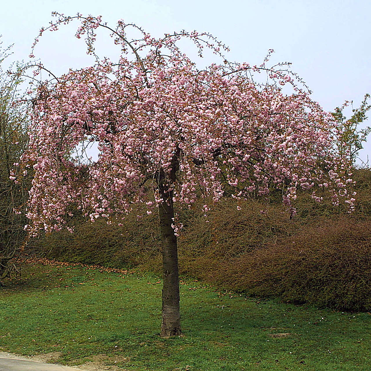 Jap. Hänge-Blütenkirsche - Prunus serrulata 'Kiku-shidare-zakura' - rosa