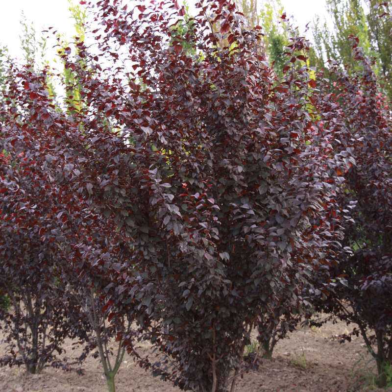 Blutpflaume - Prunus cerasifera 'Nigra' - rosa
