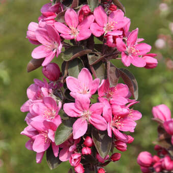 Säulen-Zierapfel - Malus 'Maypole' - rosa