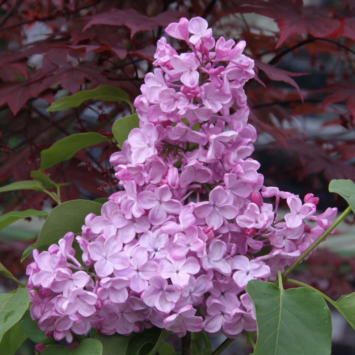Edelflieder - einfachblühend - Syringa vulgaris 'Esther Staley' - rosa