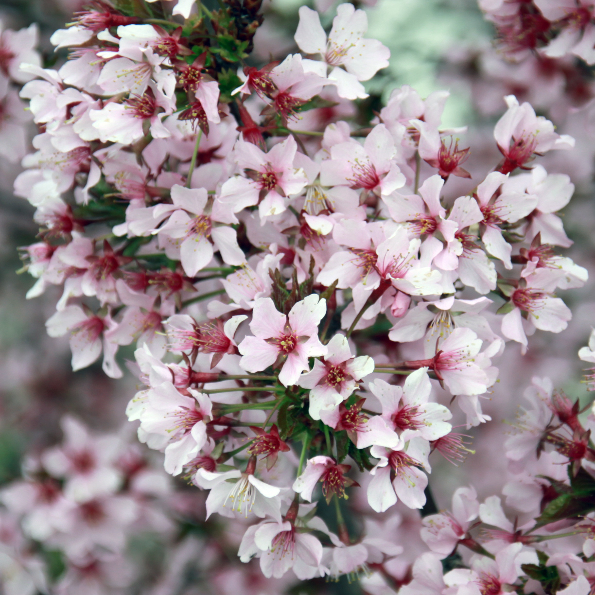Kurilenkirsche - Prunus nipponica 'Ruby' - rosa