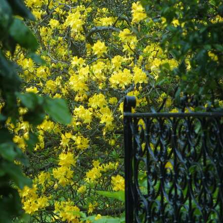 Pontische Azalee - Azalea pontica (Rhododendron luteum) - gelb