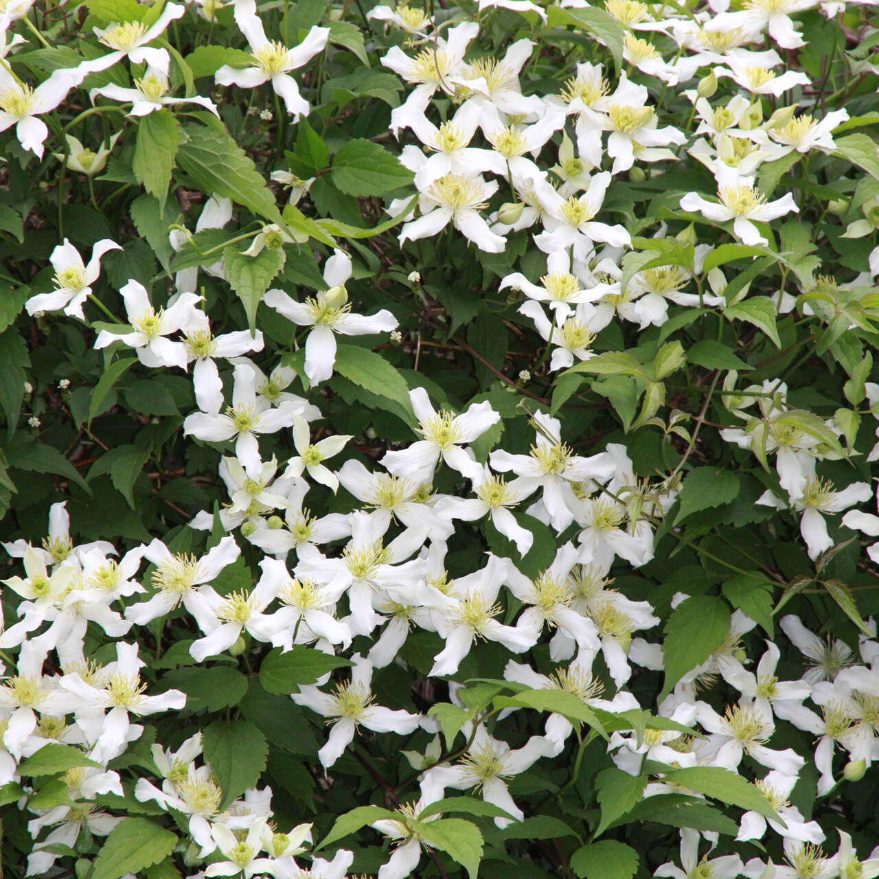 Weiße Bergwaldrebe - Clematis montana wilsonii - weiß