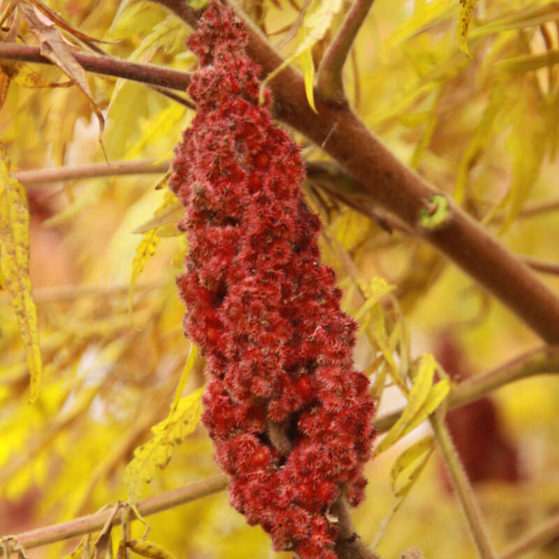 Essigbaum - Rhus typhina 'Dissecta' - grün