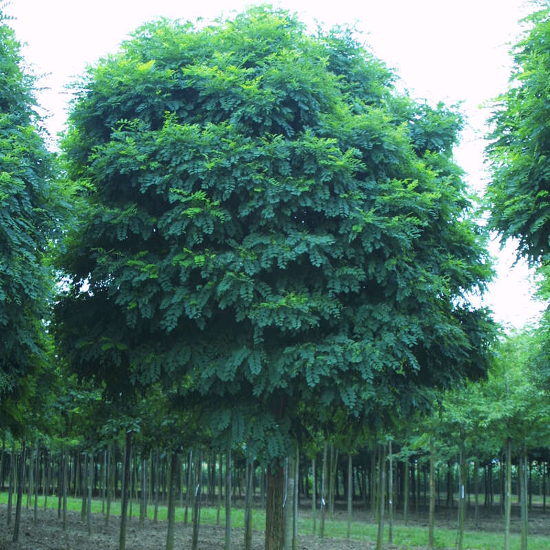 Kugelakazie - Robinia pseudoacacia 'Umbraculifera'