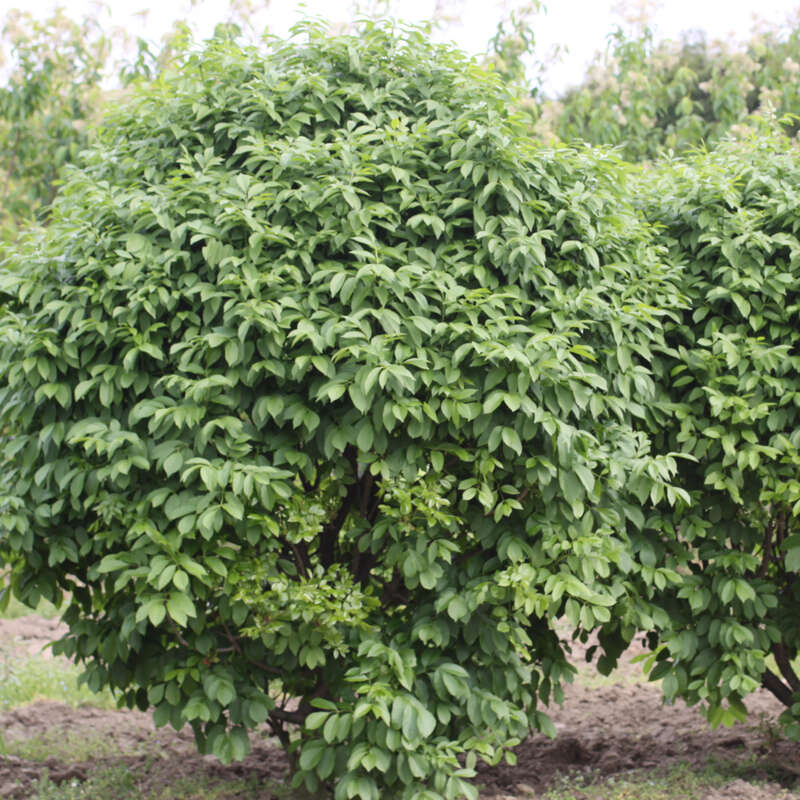 Kugel-Blumenesche - Fraxinus ornus 'Meczek' - weiß