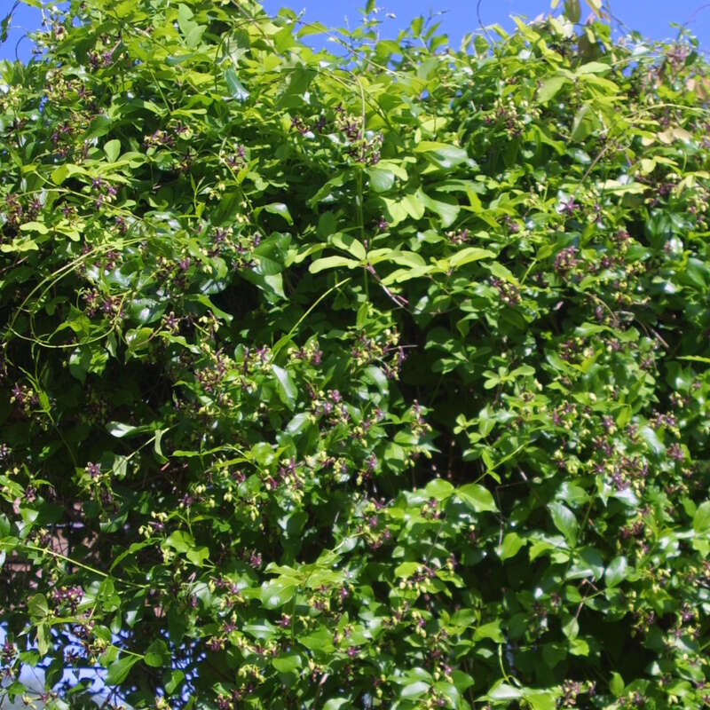 Baumschlinge - Periploca graeca - violett