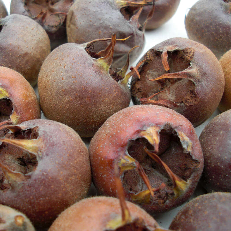 Mispel - Mespilus germanica 'Mispel von Metz'