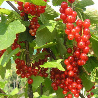 Rote Ribisel - Ribes rubrum 'Rosetta' - weiß