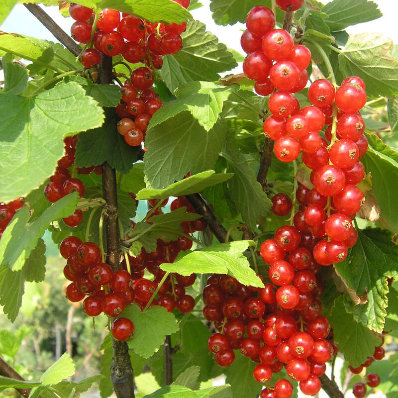 Rote Ribisel - Ribes rubrum 'Rosetta'