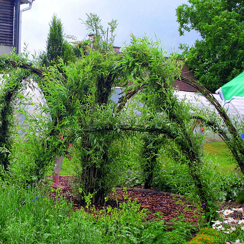 Flechtweide - Salix viminalis