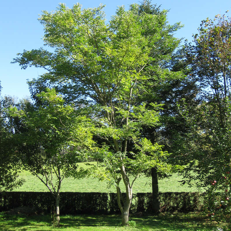 Honigesche - Tetradium danieli hupehensis - weiß