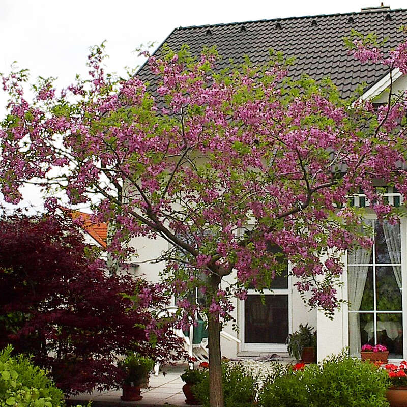 Rosenakazie - Robinia hispida 'Macrophylla' - rosa