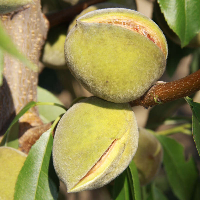 Mandel - Prunus amygdalus 'Robijn'