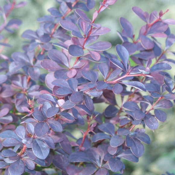 Blutberberitze - Berberis thunbergii 'Atropurpurea' - gelb