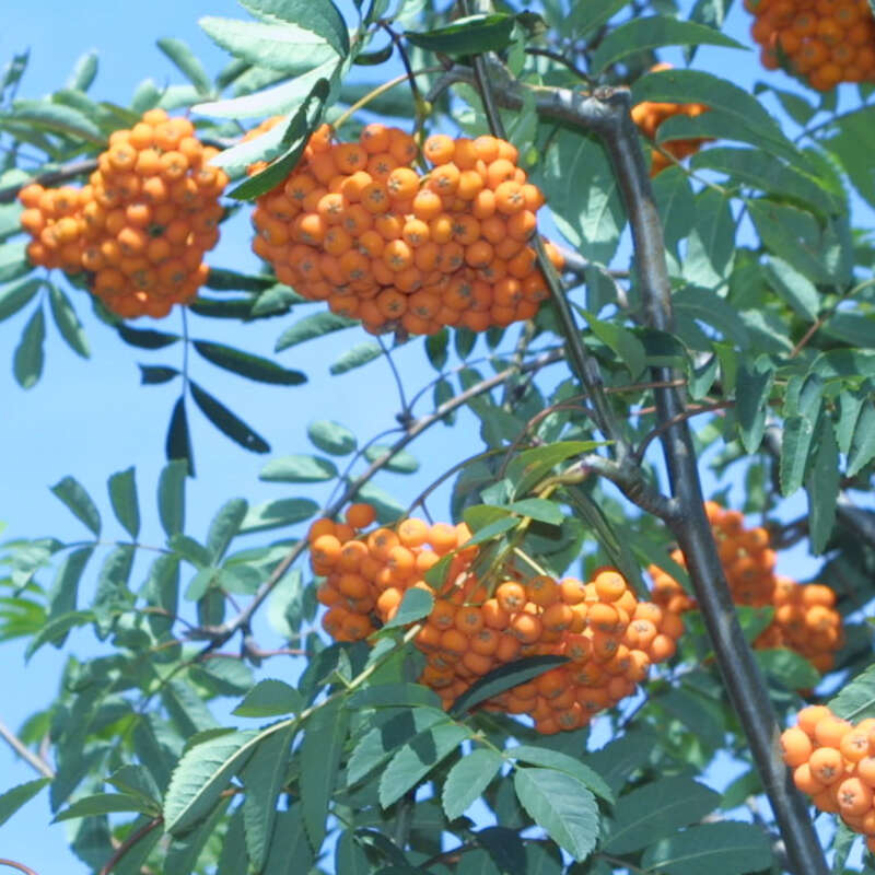 Gemeine Eberesche, Vogelbeere - Sorbus aucuparia - weiß