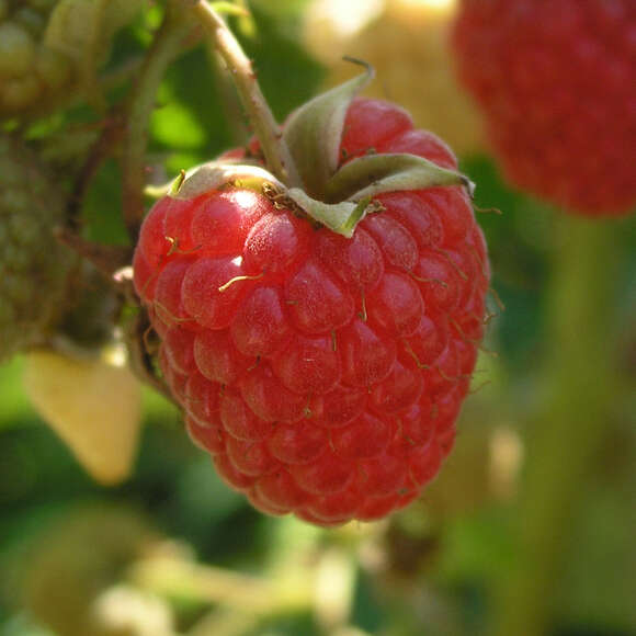 Himbeere - Rubus idaeus 'Himbo-Top' - weiß