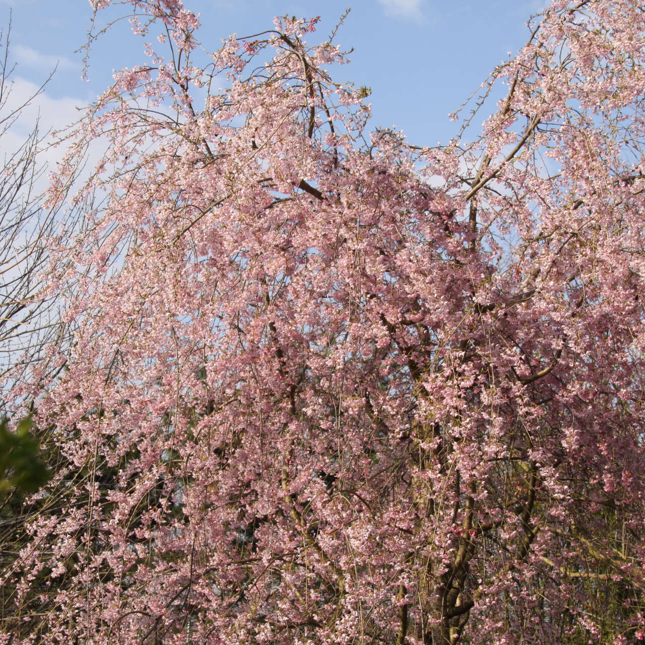 Hängekirsche - Prunus pendula 'Pendula Rubra' - rosa