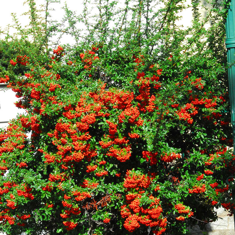 Feuerdorn - Pyracantha 'Saphyr Rouge' - weiß