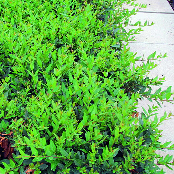 Zwerg-Liguster - Ligustrum vulgare 'Lodense' - weiß