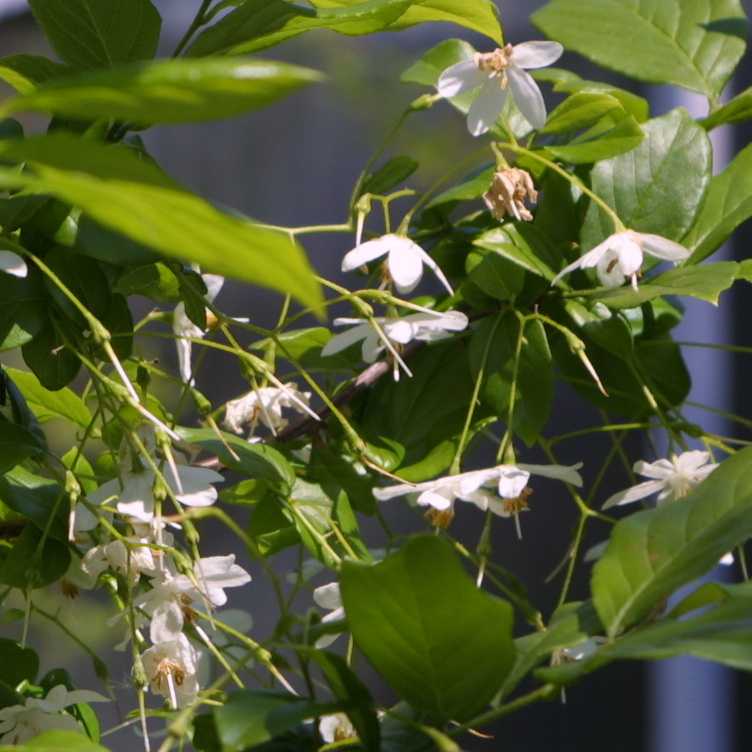 Jacktree - Sinojackia xylocarpa - weiß