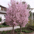 Kurilenkirsche - Prunus nipponica 'Ruby' - rosa