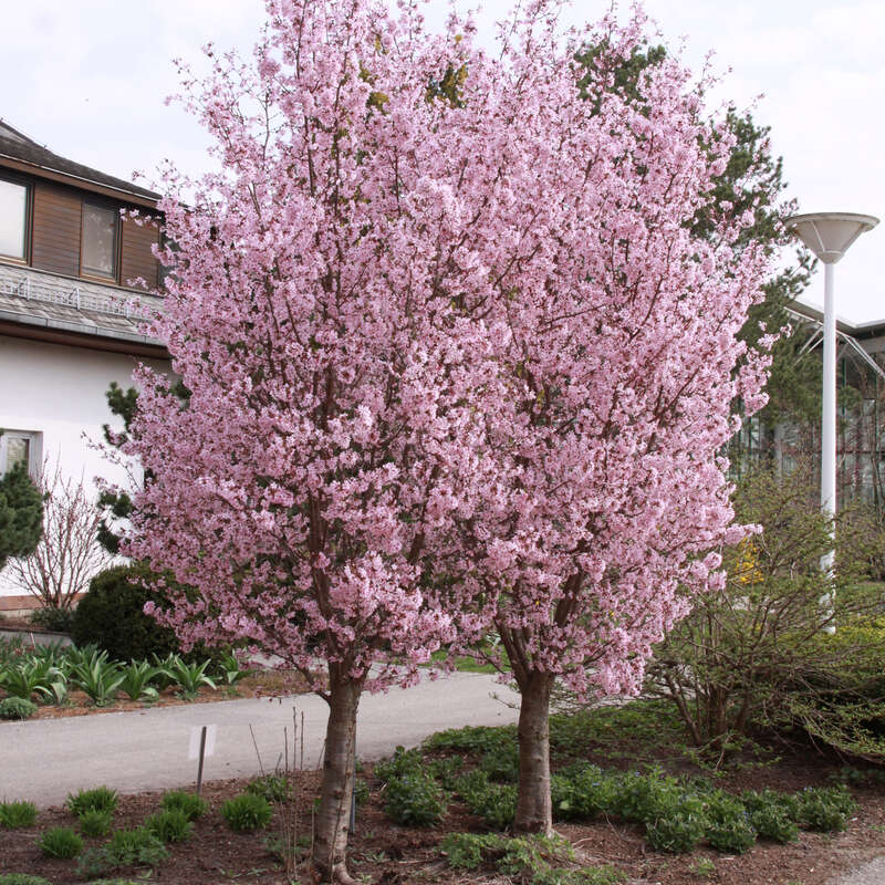 Kurilenkirsche - Prunus nipponica 'Ruby' - rosa
