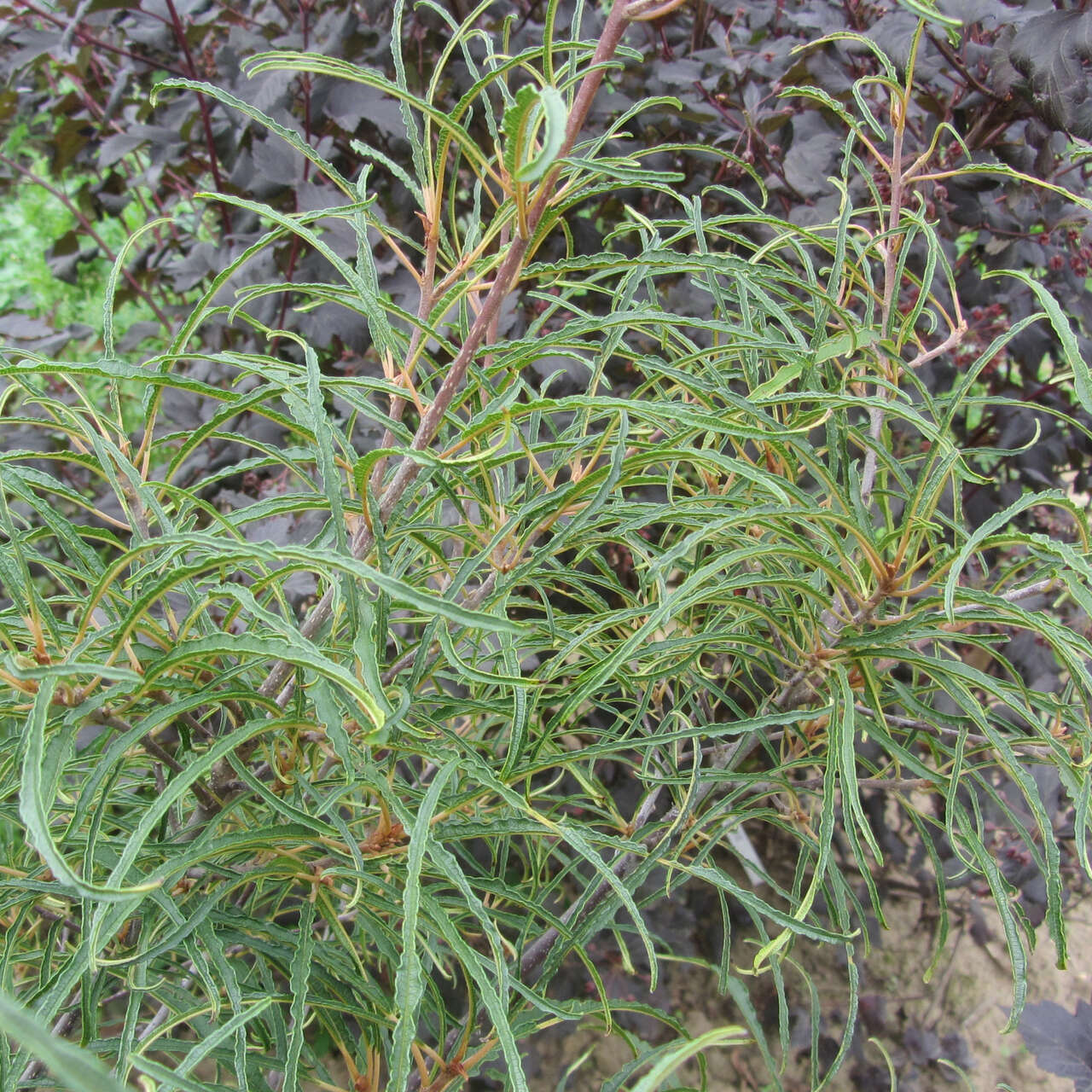 Geschlitzter Faulbaum - Frangula alnus 'Asplenifolia' - grün