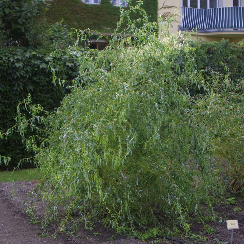 Drehweide - Salix 'Erythroflexuosa'