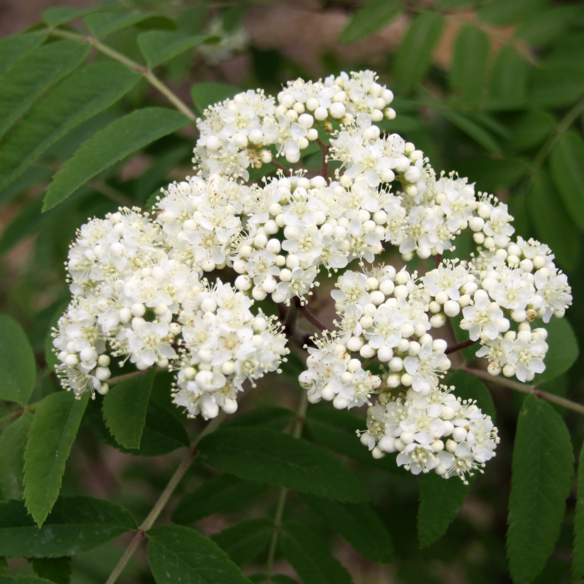 Gemeine Eberesche, Vogelbeere - Sorbus aucuparia - weiß