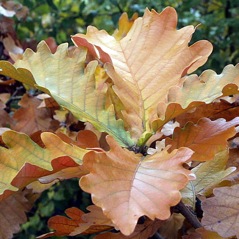 Japanische Kaisereiche - Quercus dentata 'Carl Ferris Miller'