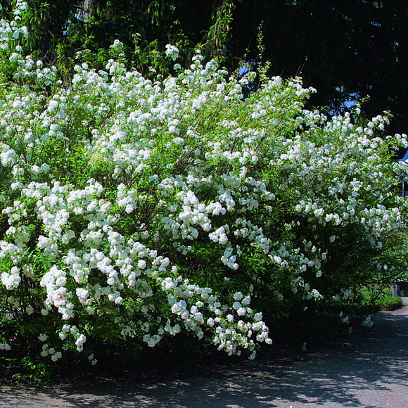 Gefülltblühende Brautspiere - Spiraea cantoniensis 'Lanceata' - weiß