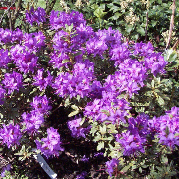 Zwerg-Rhododendron - Rhododendron impeditum 'Moerheim' - violett