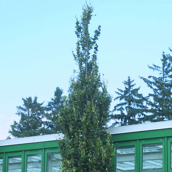 Säulenbuche - Fagus sylvatica 'Dawyck' ('Fastigiata') - grün