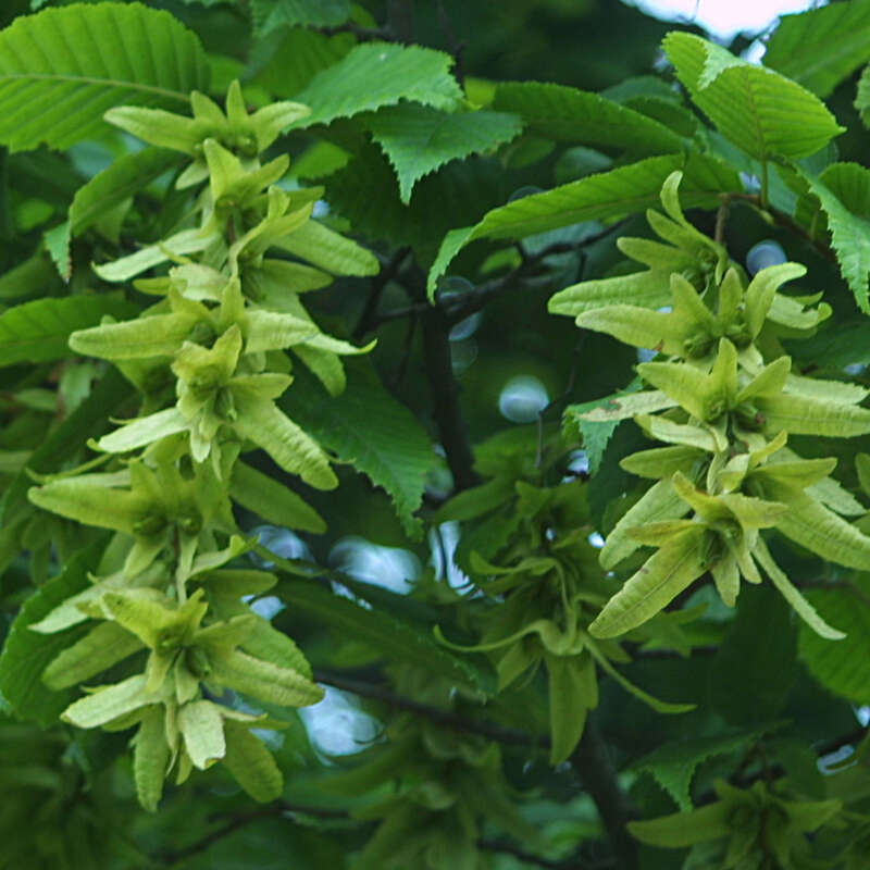 Hainbuche - Carpinus betulus