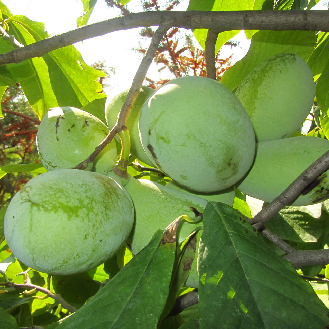 Pawpaw, Indianerbanane - Asimina triloba 'Prolific' - rot