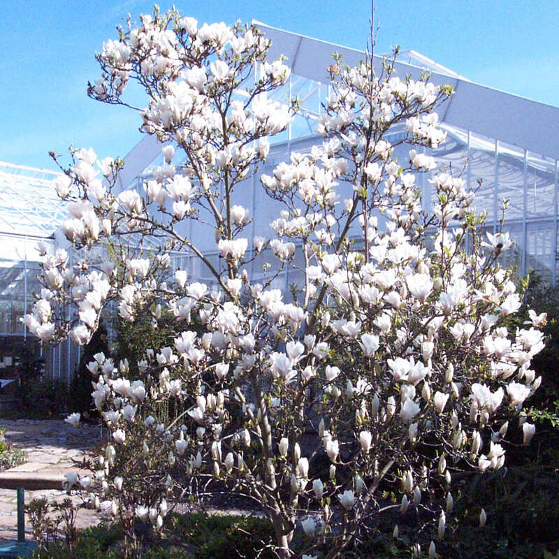 Yulan-Magnolie - Magnolia denudata - weiß