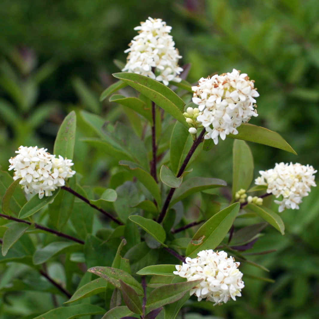 Zwerg-Liguster - Ligustrum vulgare 'Lodense' - weiß