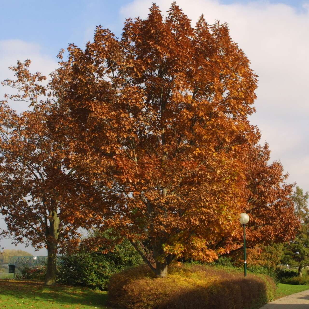 Amerikanische Roteiche - Quercus rubra - grün